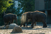 Baby Elephant In The Zoo Free Stock Photo - Public Domain Pictures