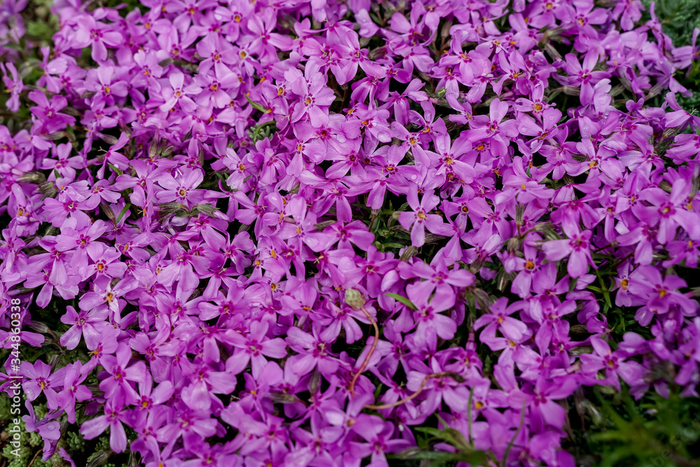 Little purple flowers, purple background with little flowers. Big bloom ...