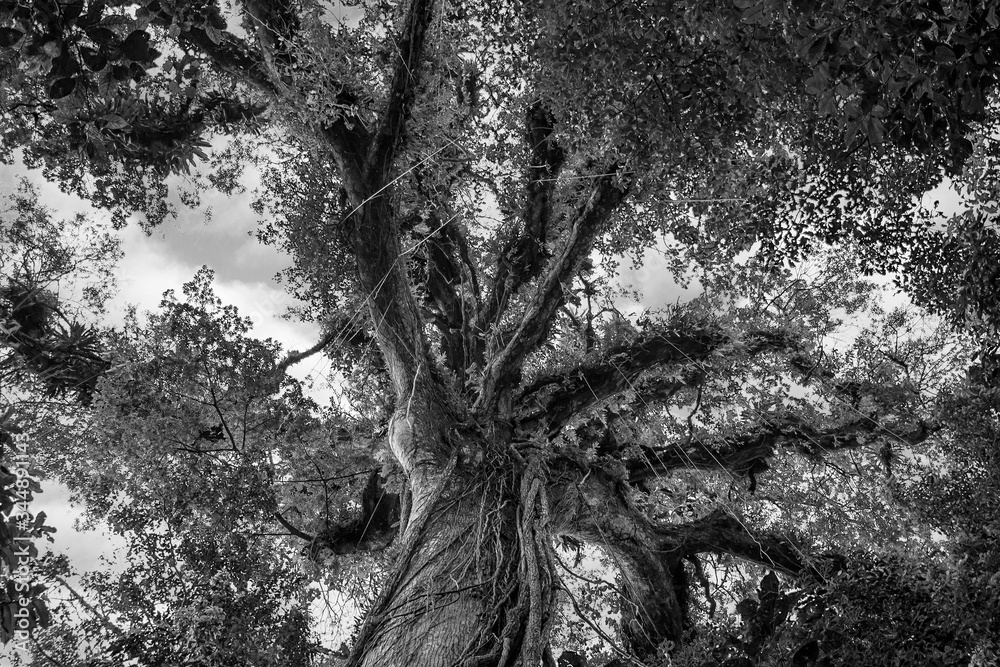 Foto de Stock Treetop of a giant kapok tree (Ceiba pentandra) in the ...