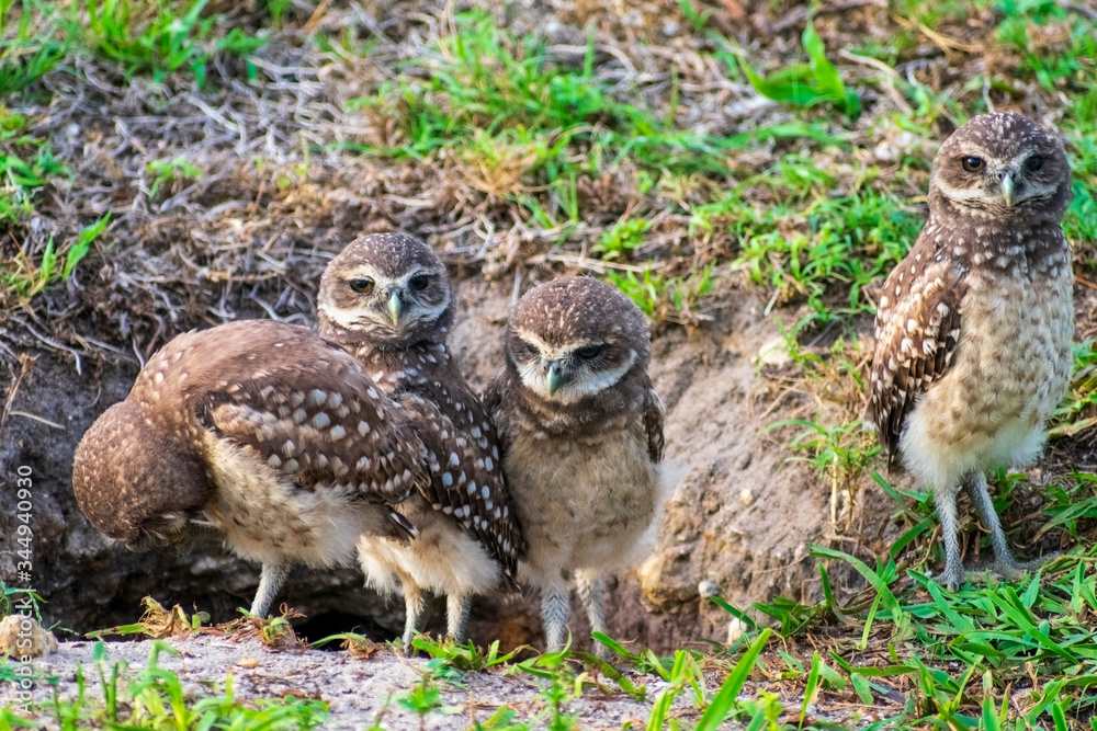 Baby Burrowing Owls portrait , South West Florida Wildlife, Cape Coral ...