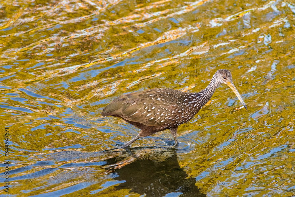 Juvenile White Ibis wading and hunting in water, Florida wildlife, Bird ...