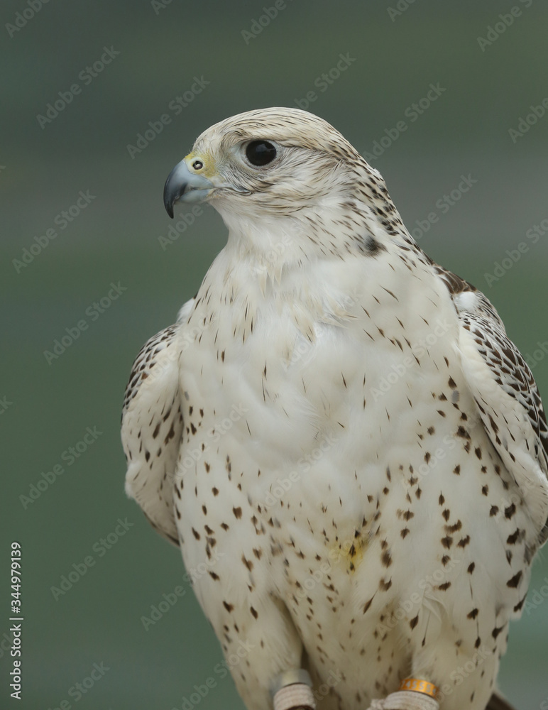 ARABIAN FALCONS Falcons are precious birds in Arab countries. They are ...
