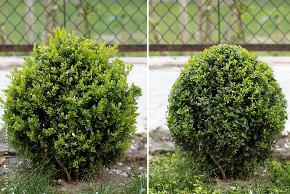Buxus sempervirens. Trimming a boxwood Bush in the shape of a ball ...