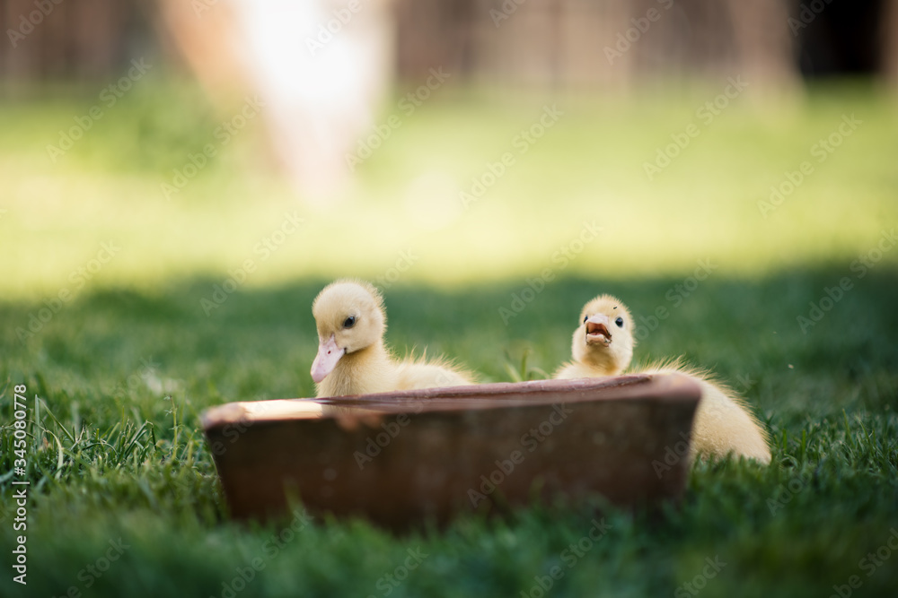 Ducklings on a grass in the garden, drinking a water. Cute baby ducks ...