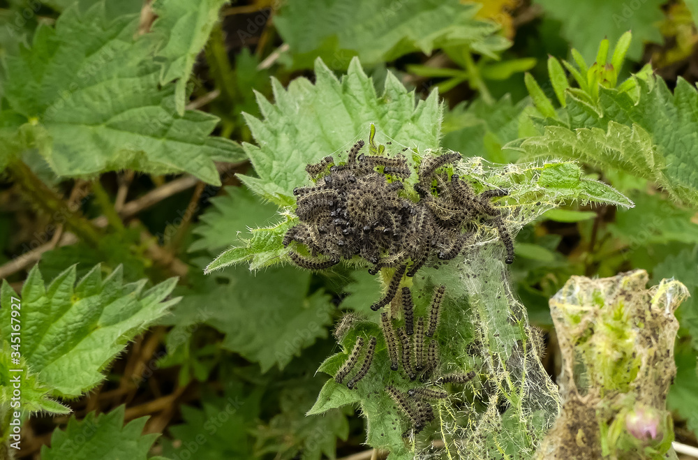 Nest of live Small Tortoiseshell (Aglais urticae) caterpillars on their ...