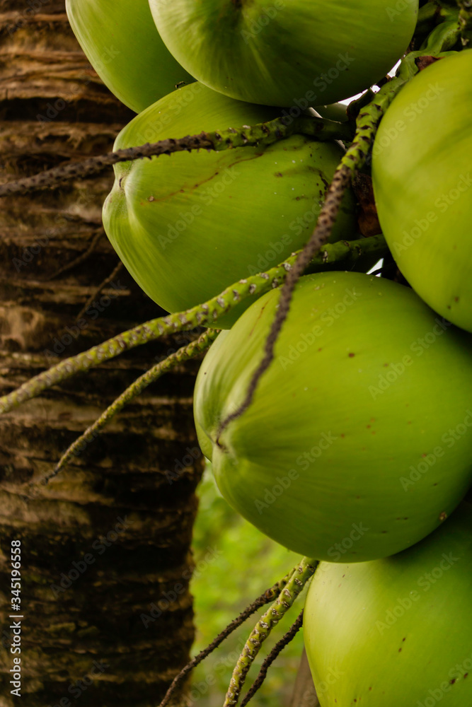 Posy of coconuts on a palm tree. Round fruit of green color with water ...