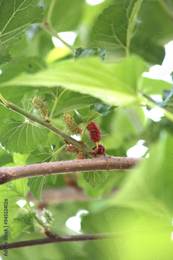 Morus (plant) Morus, a genus of flowering plants in the family Moraceae ...