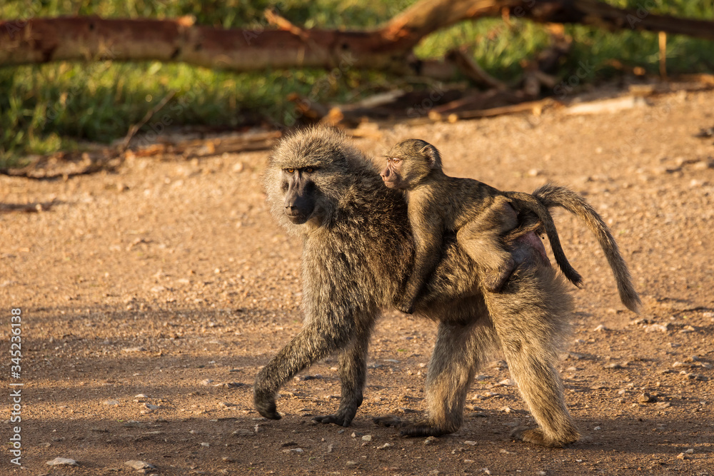 Baboons monkey family on the field during safari in National Park of ...