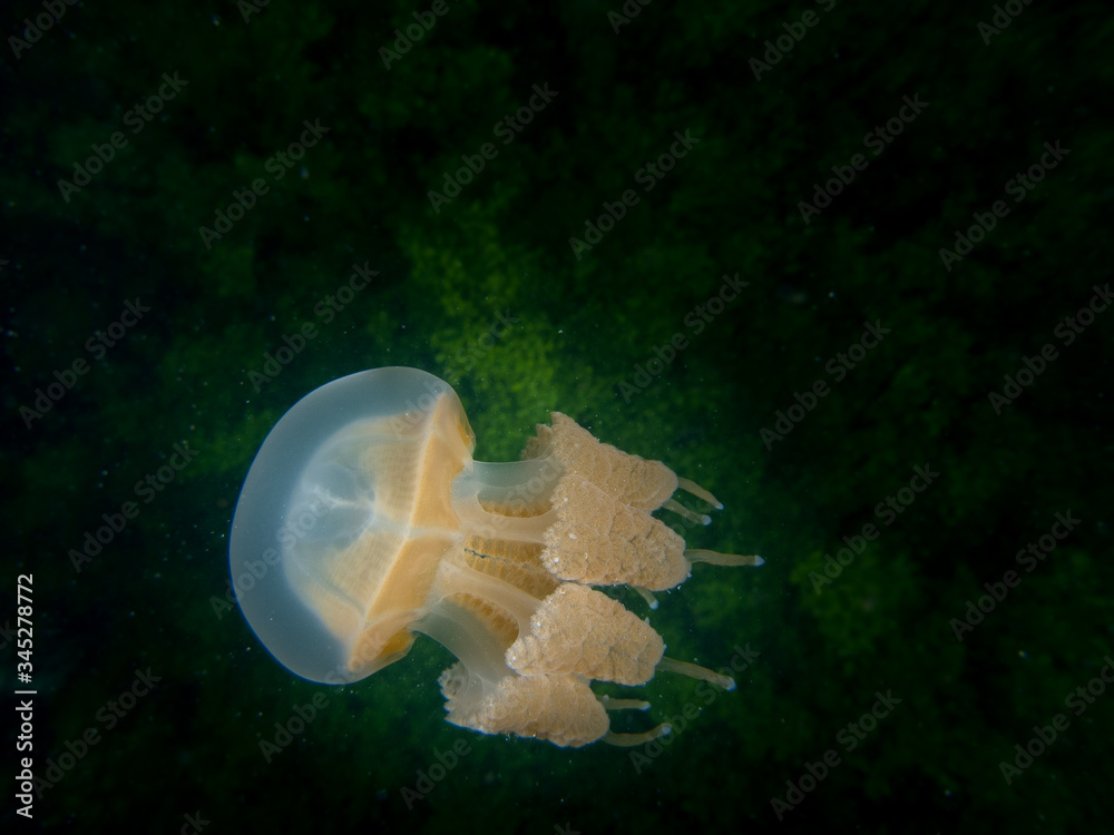 The spotted jelly (Mastigias papua), lagoon jelly, golden medusa, or ...