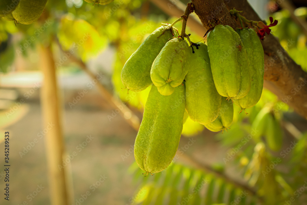Illustration Stock Fresh Bilimbi Bilimbing Cucumber 28Averrhoa Bilimbi ...
