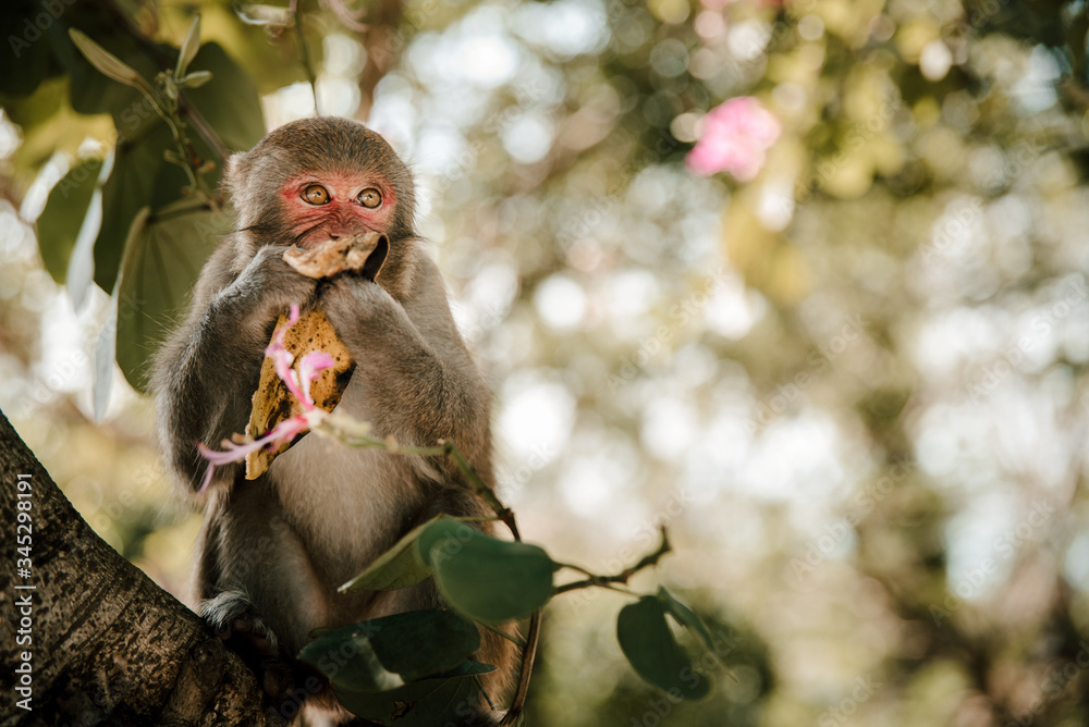 Photo Stock Portrait of wild monkey eating a banana in Cat Ba Monkey ...