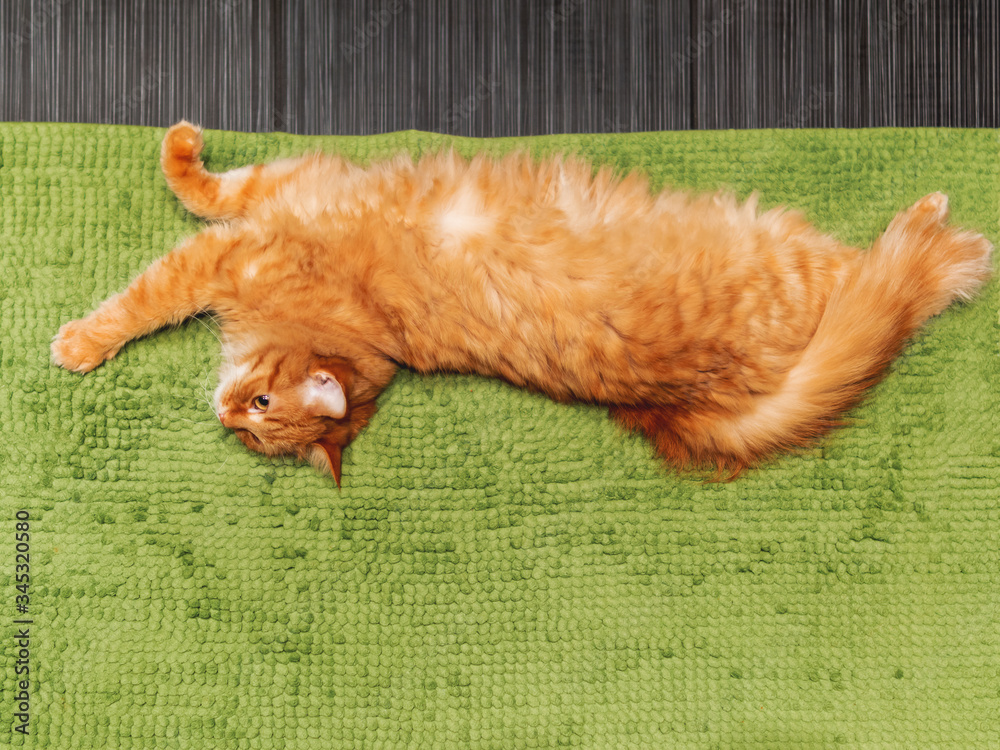 Cute ginger cat lying on green fluffy bathroom rug. Furry pet staring ...