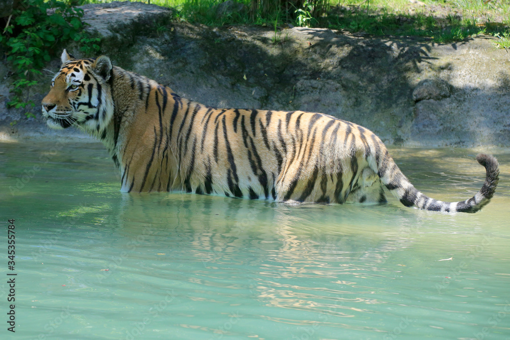 Foto de Stock Königstiger (Panthera tigris tigris) auch Bengal-Tiger ...