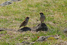 Sparrow Hopping On The Ground Free Stock Photo - Public Domain Pictures