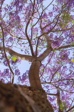Tall Flowering Jacaranda Tree Free Stock Photo - Public Domain Pictures
