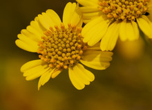 Flower, Encelia Californica Free Stock Photo - Public Domain Pictures