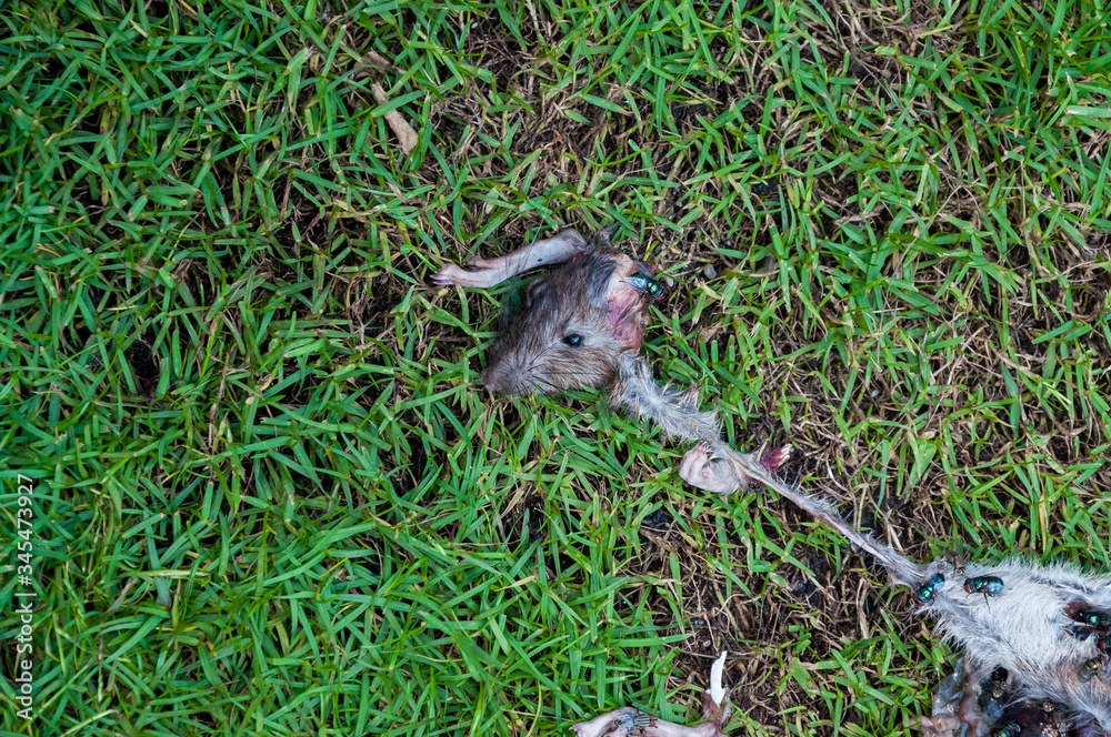 Rotten dead rat had eaten by flies on grass background, Fly breeding ...