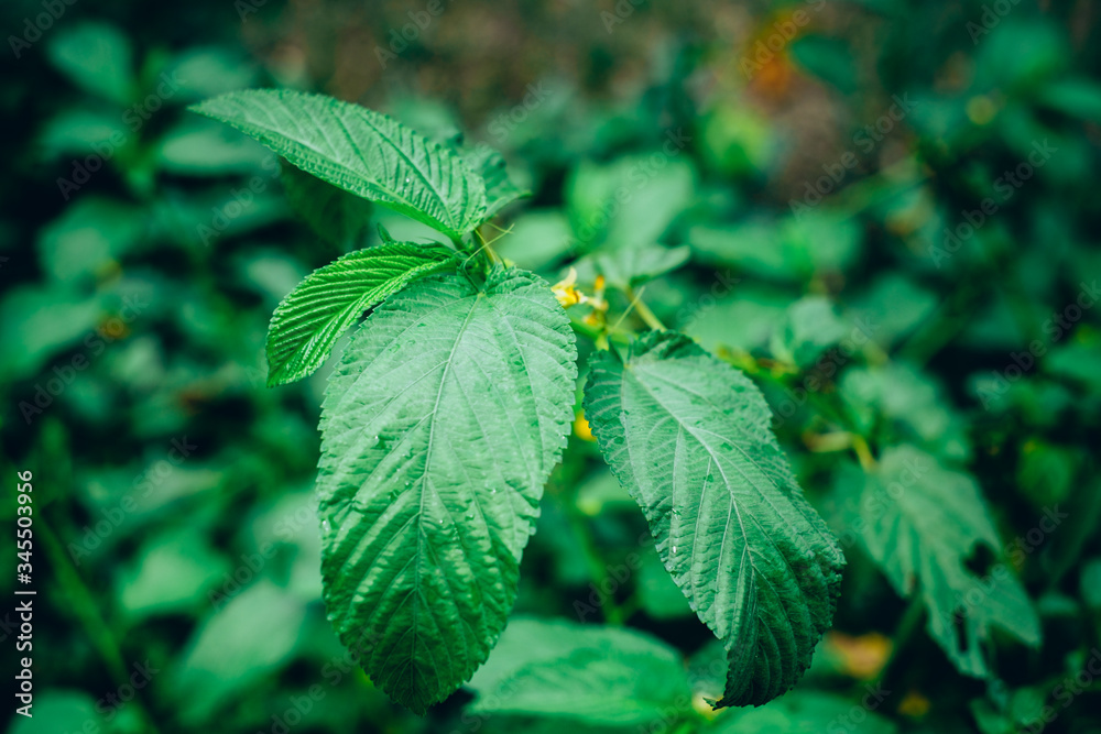 Nalta Jute AKA Jew's mallow, Saluyot, Egyptian spinach, bush okra, West ...