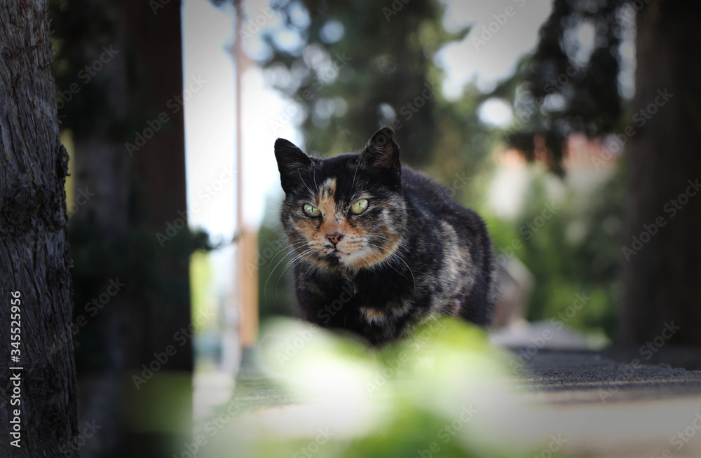 Interested black-redheaded kitten with magical green eys sits on ...