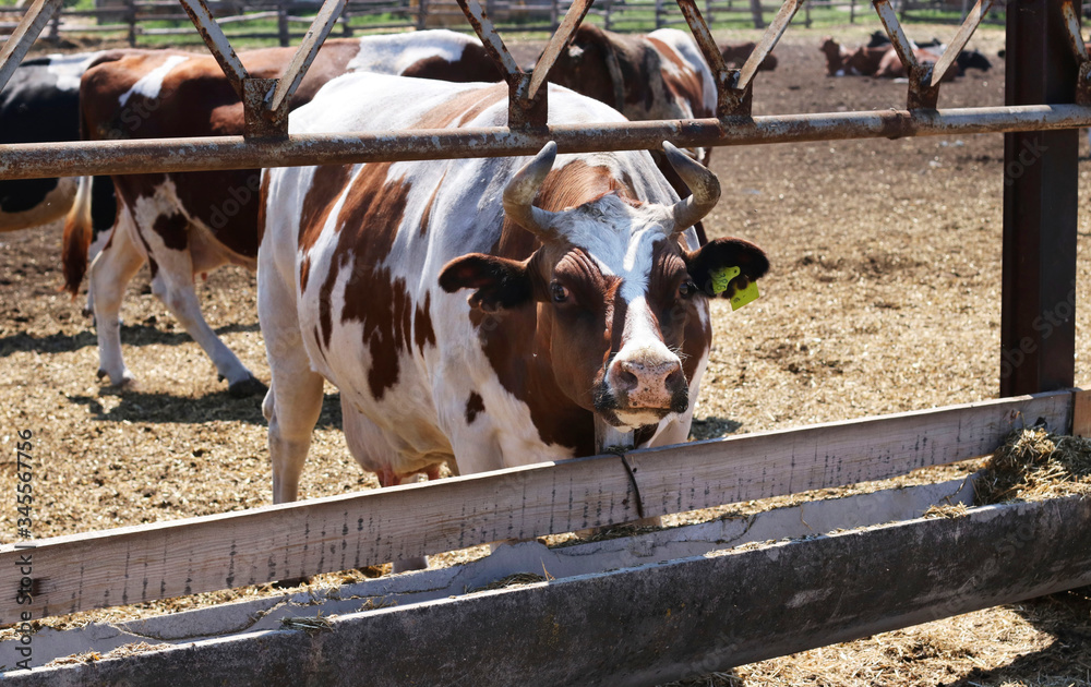 Cows dairy farm outdoors. White-brown cow near the feeding trough ...