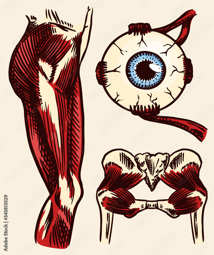 Anatomy of human thigh muscles, eye and pelvis in vintage style. Visual ...