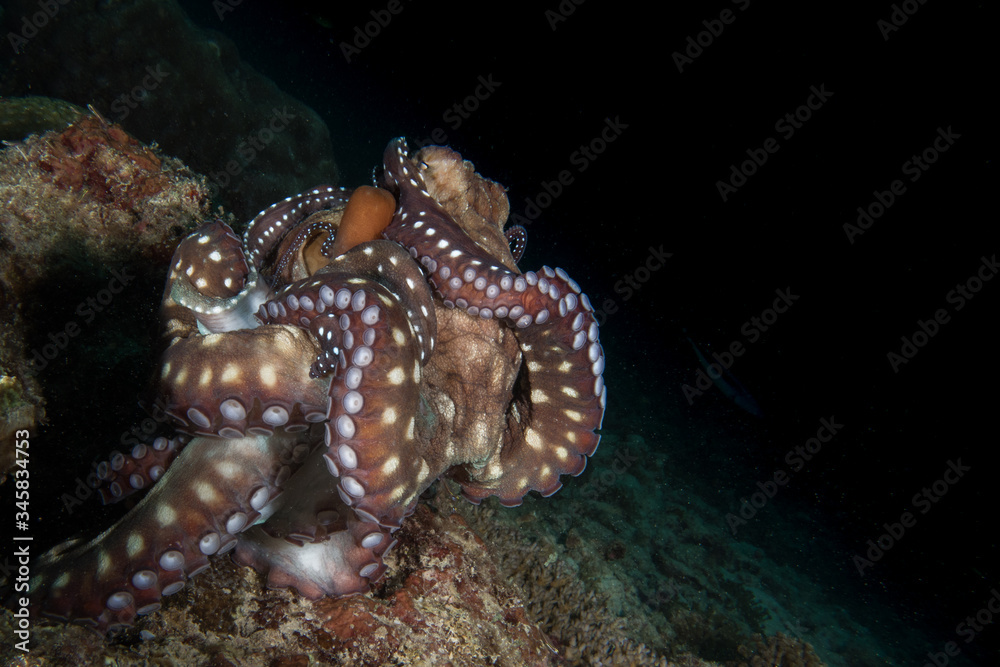 Foto Octopus cyanea, also known as the big blue octopus or day octopus ...