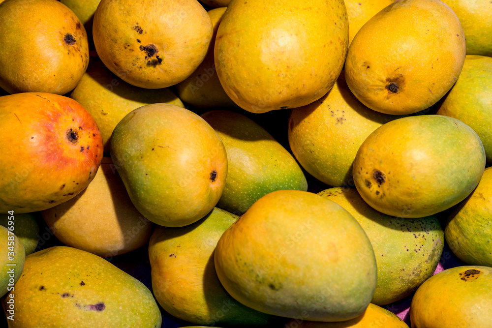 Alphonso mango. Ripe and juicy mangoes are preferred food in summer. It ...