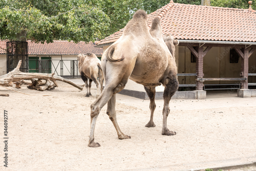 Two camels stand in a sandy enclosure, with one prominently displaying ...