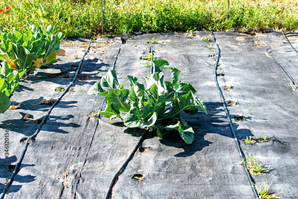 Preparing a ground with mesh to prevent weeds from growing and ...