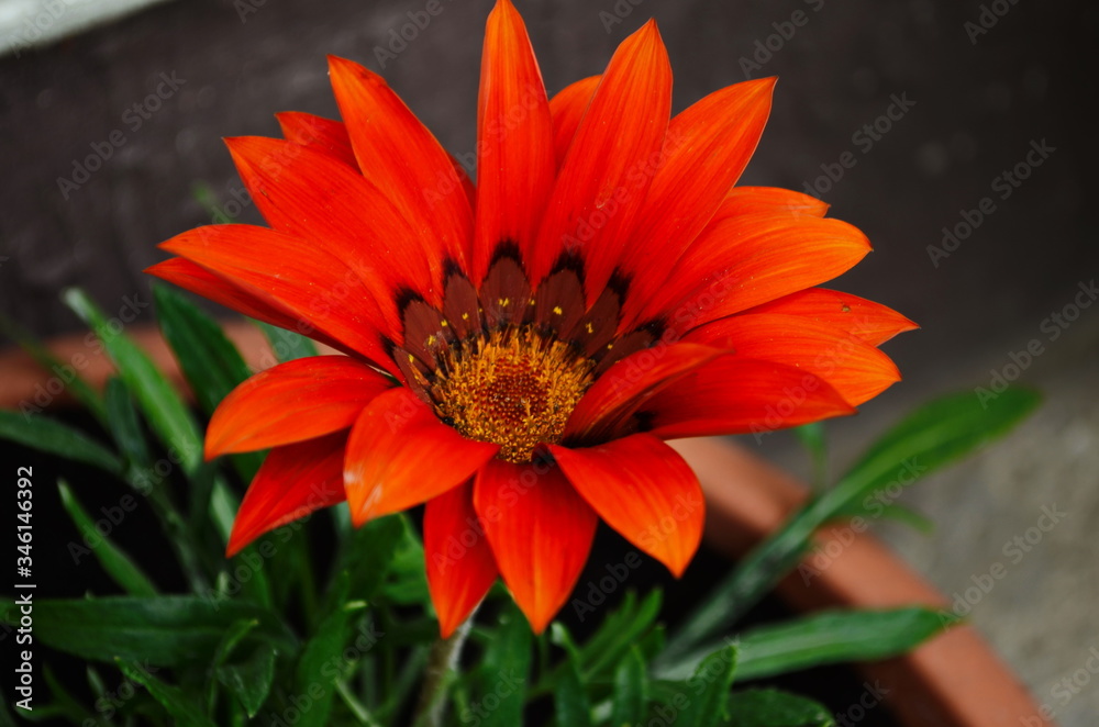 Orange and white Gazania rigens aka Trailing Gazania flowers Stock ...