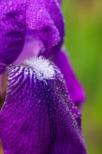 Purple Petunia And Rain Drops Free Stock Photo - Public Domain Pictures