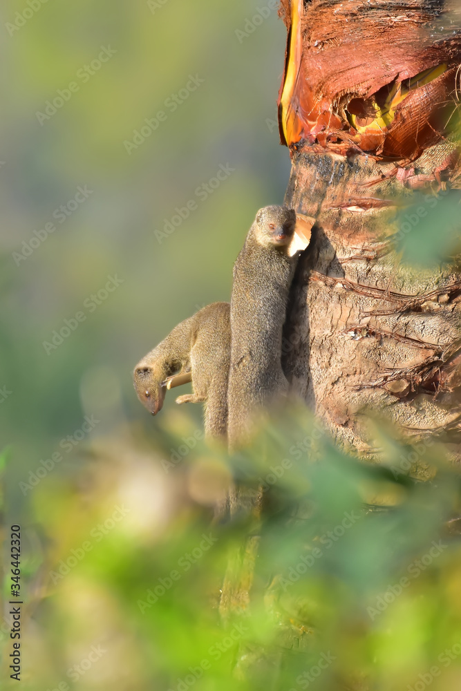 Mongoose with nature, A mongoose is a small terrestrial carnivorous ...