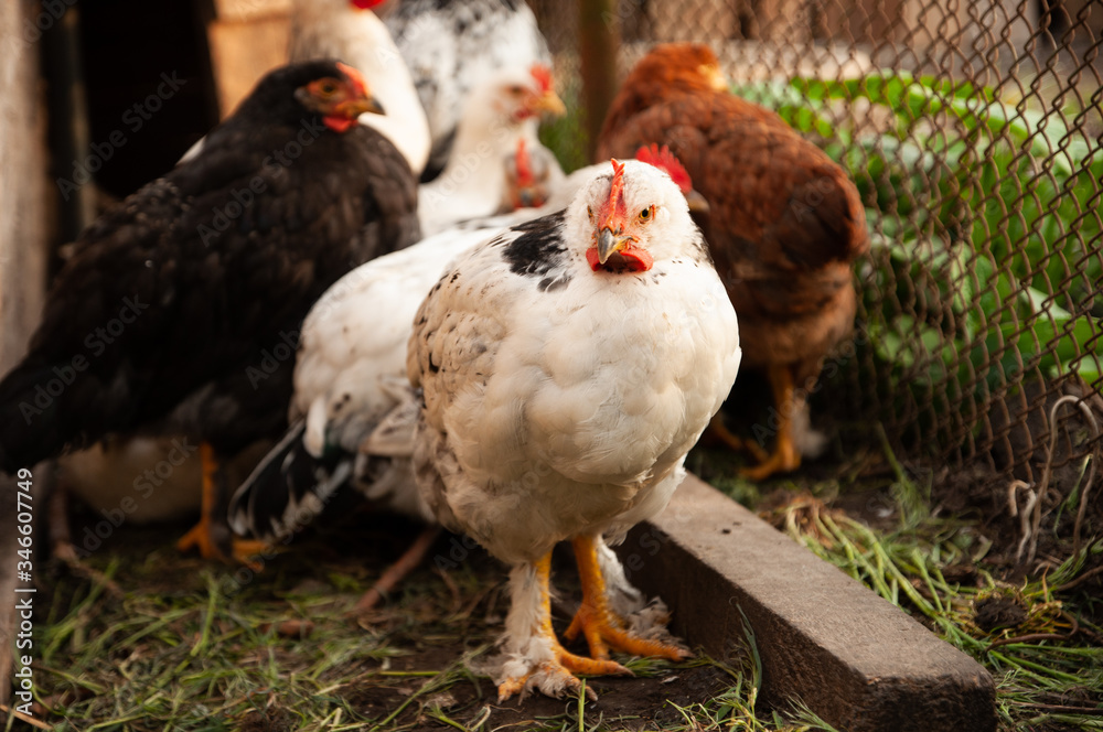 Rooster and chicken in the countryside. A bird walks freely in a ...