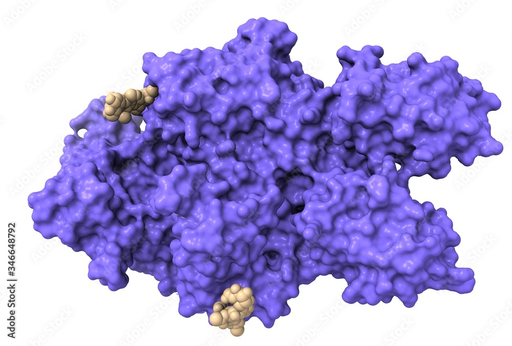 The Tertiary Structure Of Human Coagulation Factor Viii With Attached Ligands Gray Color