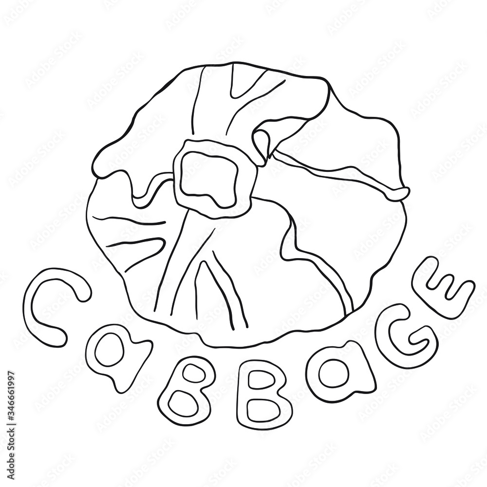 Stylized outline vector cabbage in black lines isolated illustration ...