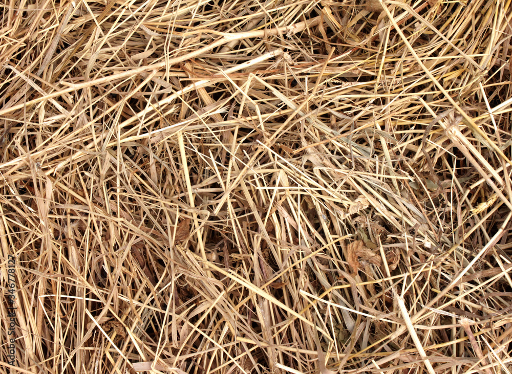 hay. background with brown hay in different directions sticks and chips ...
