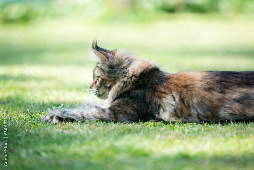 side view of a maine coon cat lying on grass Stock Photo | Adobe Stock