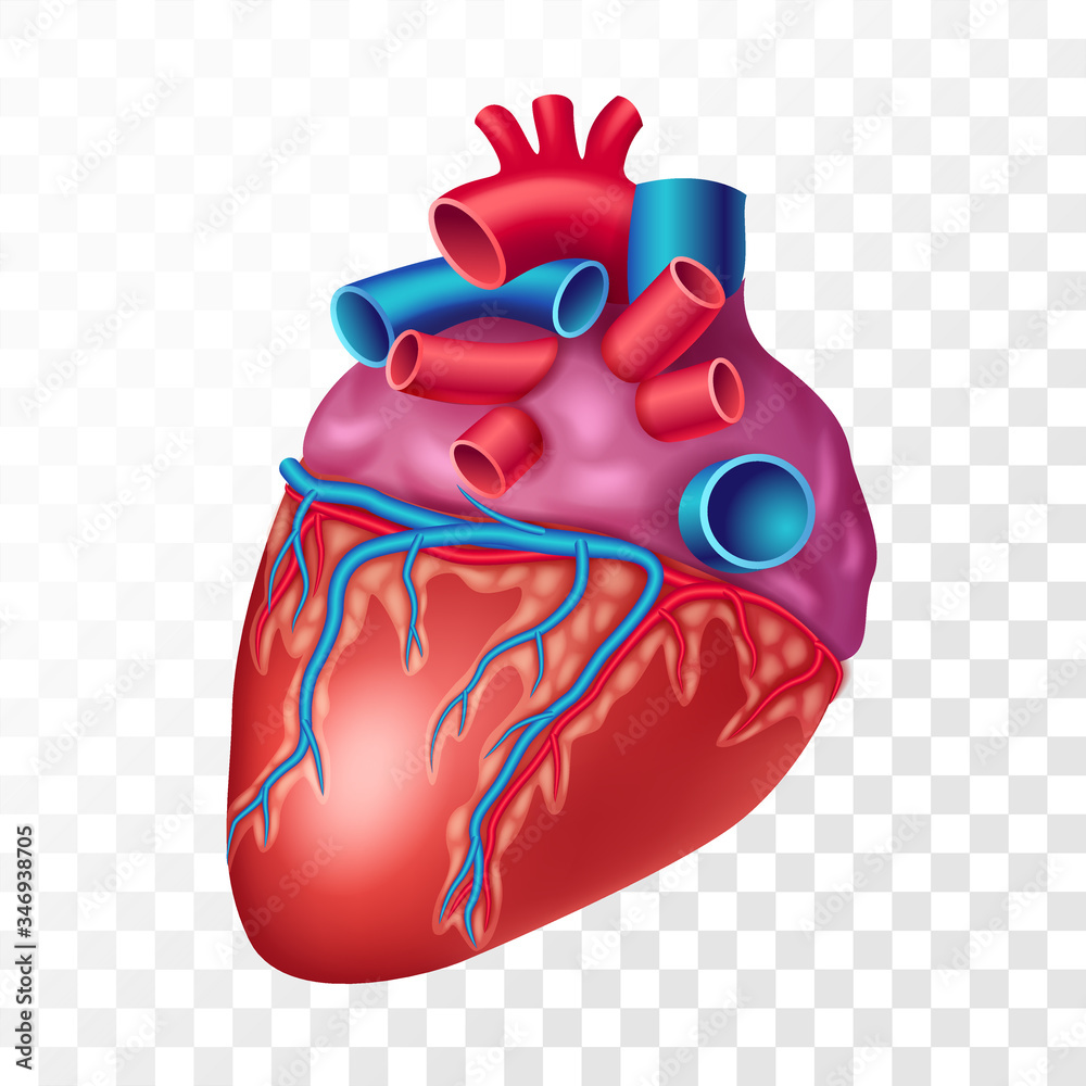 Realistic human heart, isolated on transparent background. Internal ...