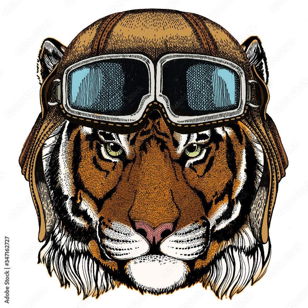 Tiger portrait. Wild cat head. Vintage aviator helmet with googles ...