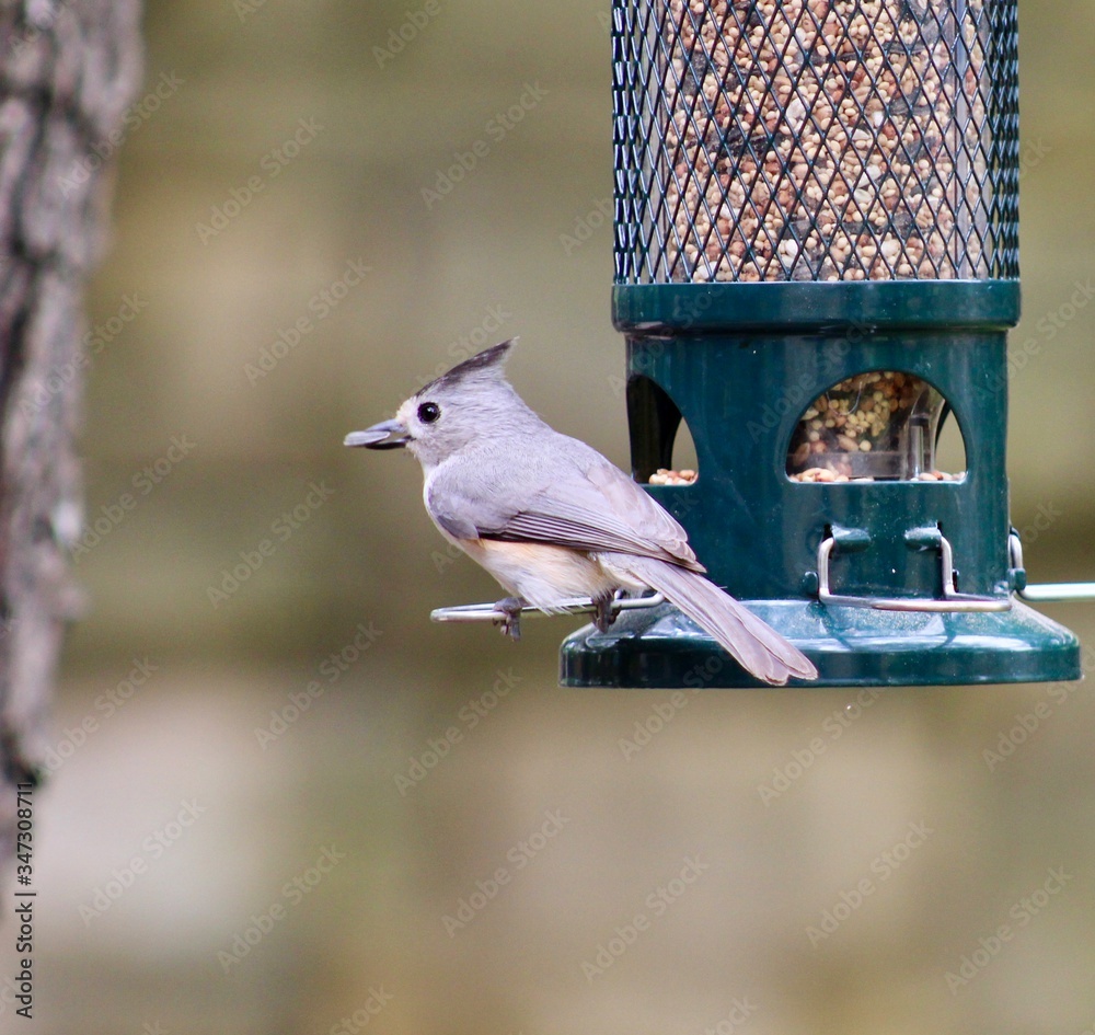 Tufted Titmouse bird on backyard bird feeder, holdsing seed in mouth ...