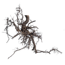 Complex Trunk And Branch System Free Stock Photo - Public Domain Pictures