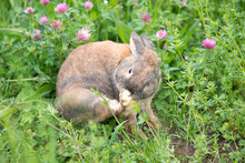 Easter Spring Rabbit Squirrel Free Stock Photo - Public Domain Pictures