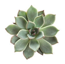 Succulent Top View Closeup Free Stock Photo - Public Domain Pictures