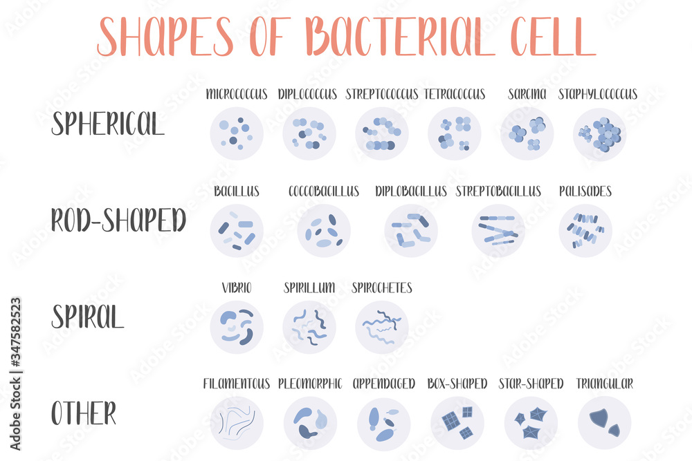 Bacteria classification. Shapes of bacteria. Types and different forms ...