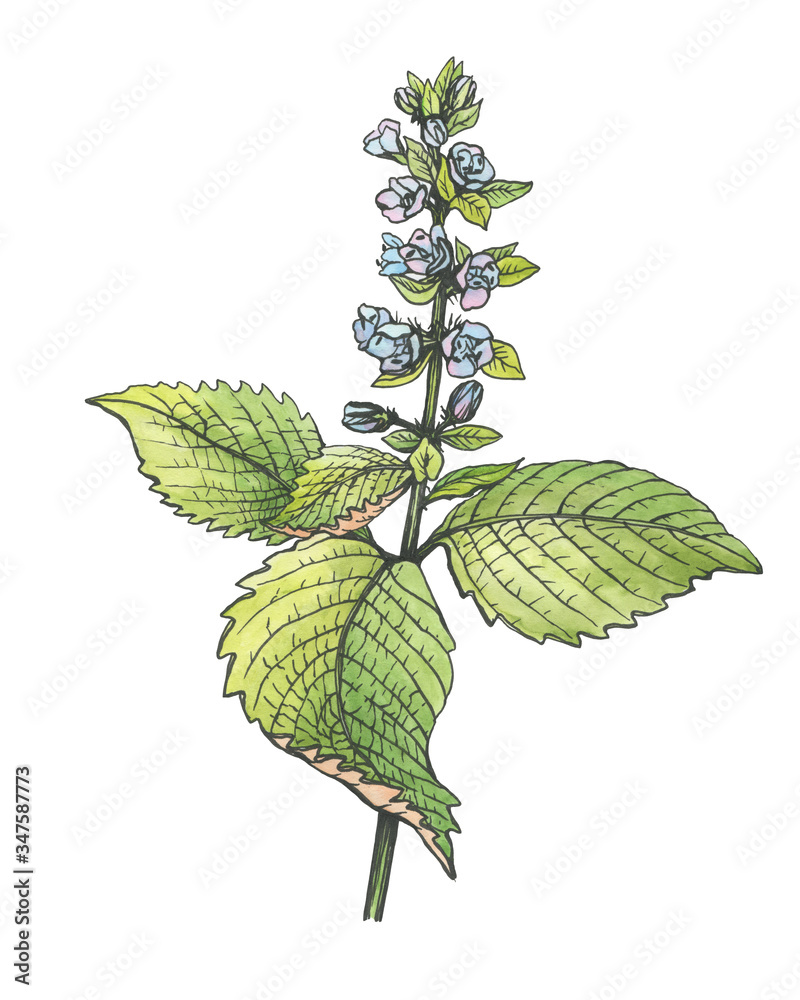 Blue flower and green leaves Perilla frutescens (Korean perilla, Shiso ...