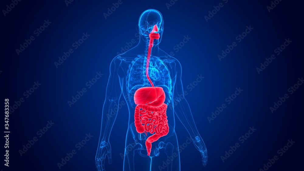 3D Illustration Human Digestive System Anatomy Stock Illustration ...