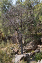 Tree Growing Between Rocks Free Stock Photo - Public Domain Pictures