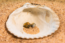 Shells Within A Shell Free Stock Photo - Public Domain Pictures