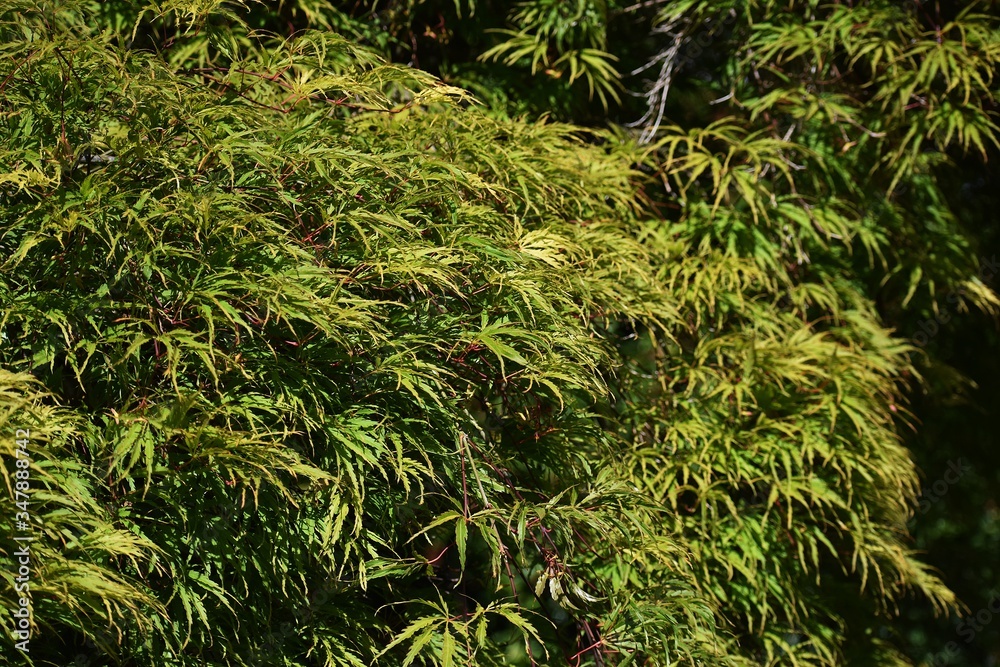 Tree branches of Acer palmatum Sango-Kaku, commonly known as Red ...