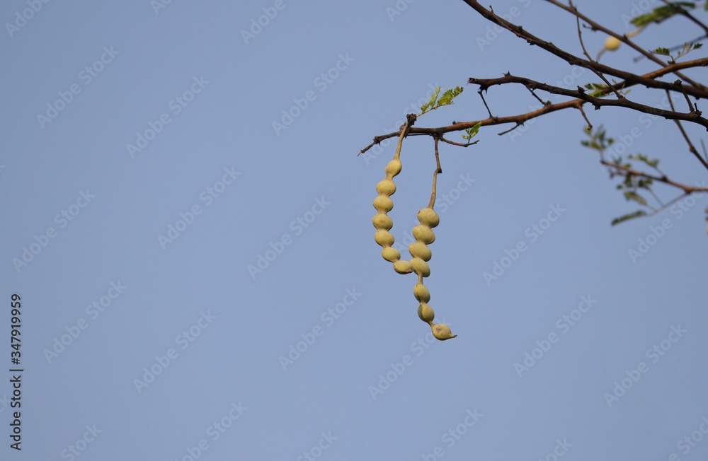 Babul Tree or Vachellia Nilotica Branches with Pods with Copy Space ...
